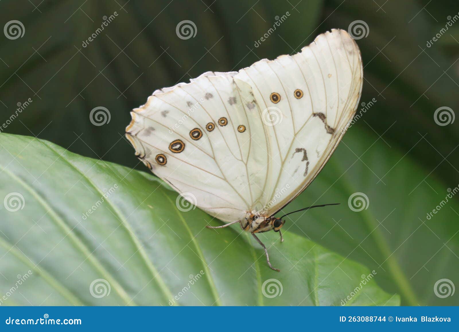 Polyphemus white morpho stock photo. Image of leaf, insect - 263088744