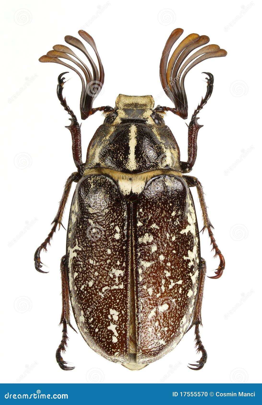 Polyphylla Boryi Stock Photos - Free & Royalty-Free Stock Photos from ...