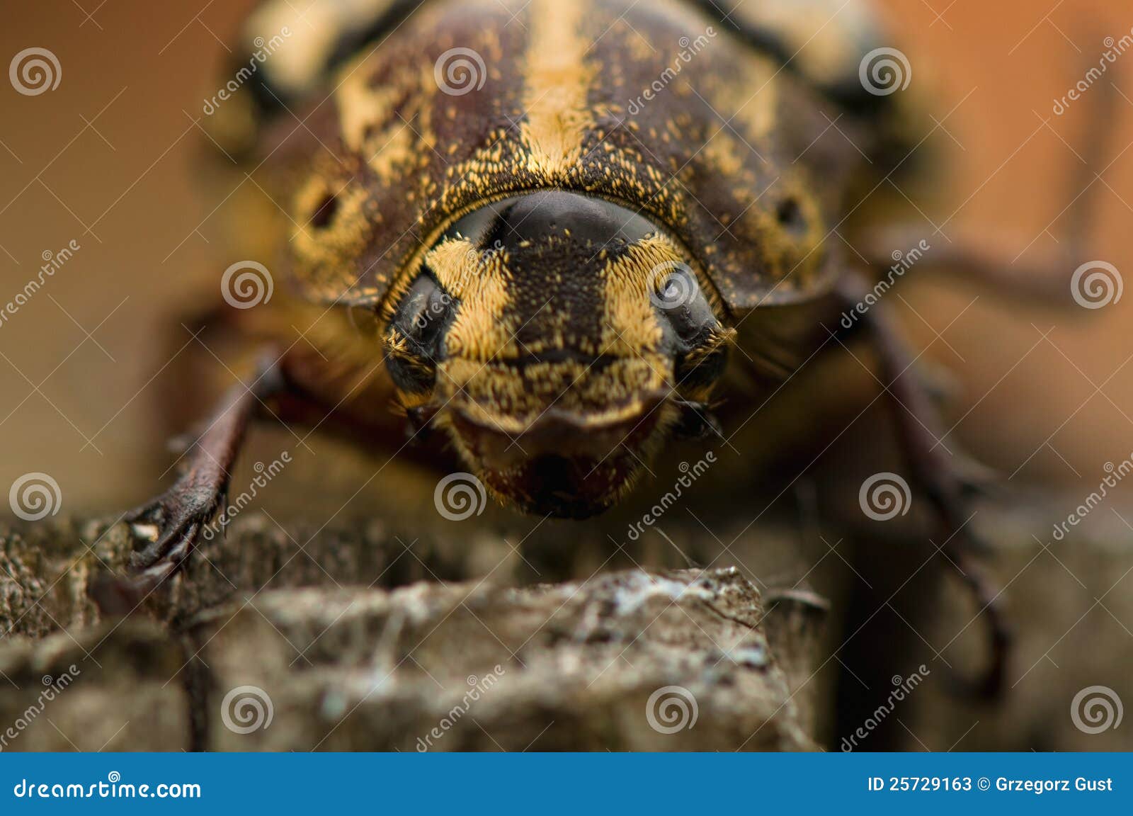 Polyphylla fullo stock image. Image of worm, arthropod - 25729163