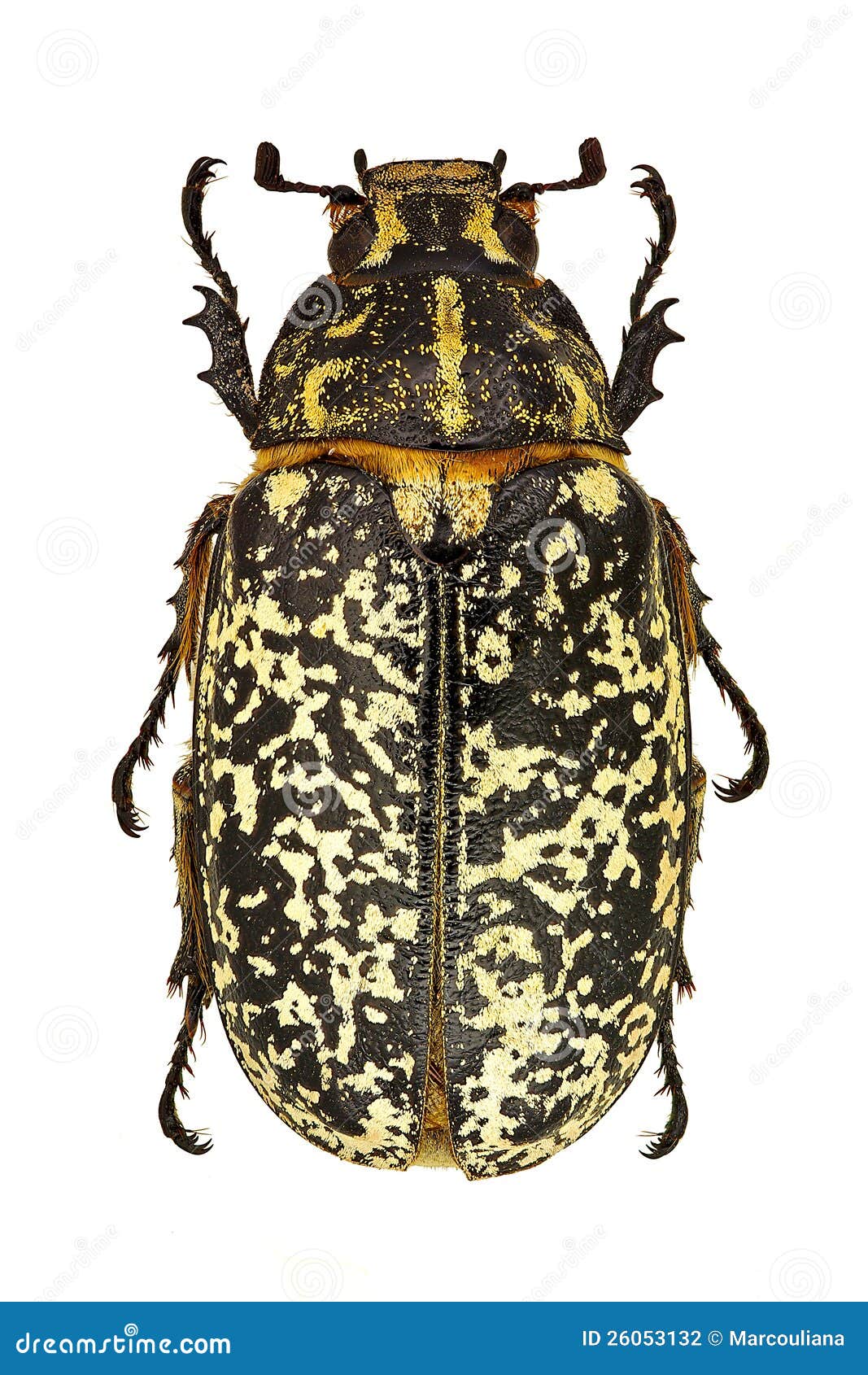 Polyphylla fullo stock photo. Image of white, coleoptera - 26053132