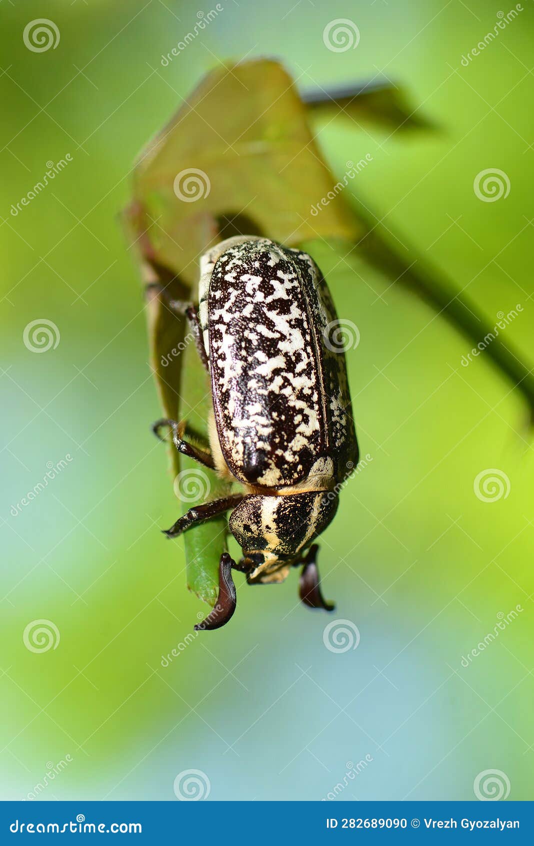 Polyphylla Fullo, Beetle on the Straw Stock Photo - Image of macro ...