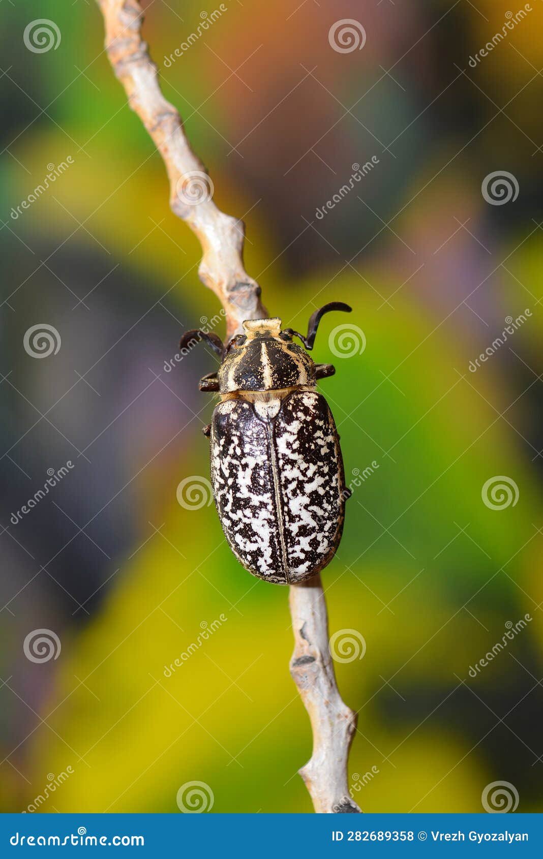 Polyphylla Fullo, Beetle on the Straw Stock Photo - Image of insect ...