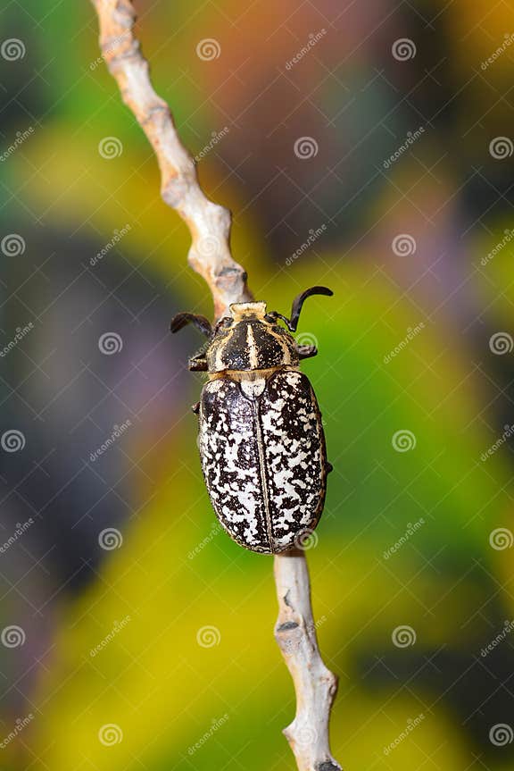 Polyphylla Fullo, Beetle on the Straw Stock Photo - Image of insect ...