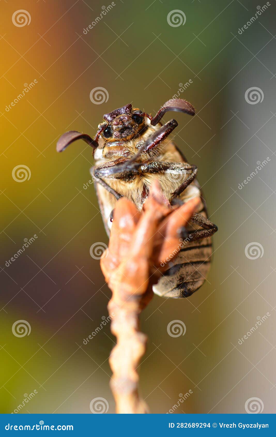 Polyphylla Fullo, Beetle on the Straw Stock Photo - Image of polyphylla ...