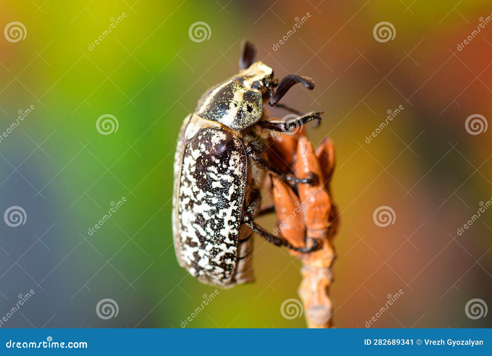 Polyphylla Fullo, Beetle on the Straw Stock Image - Image of macro ...