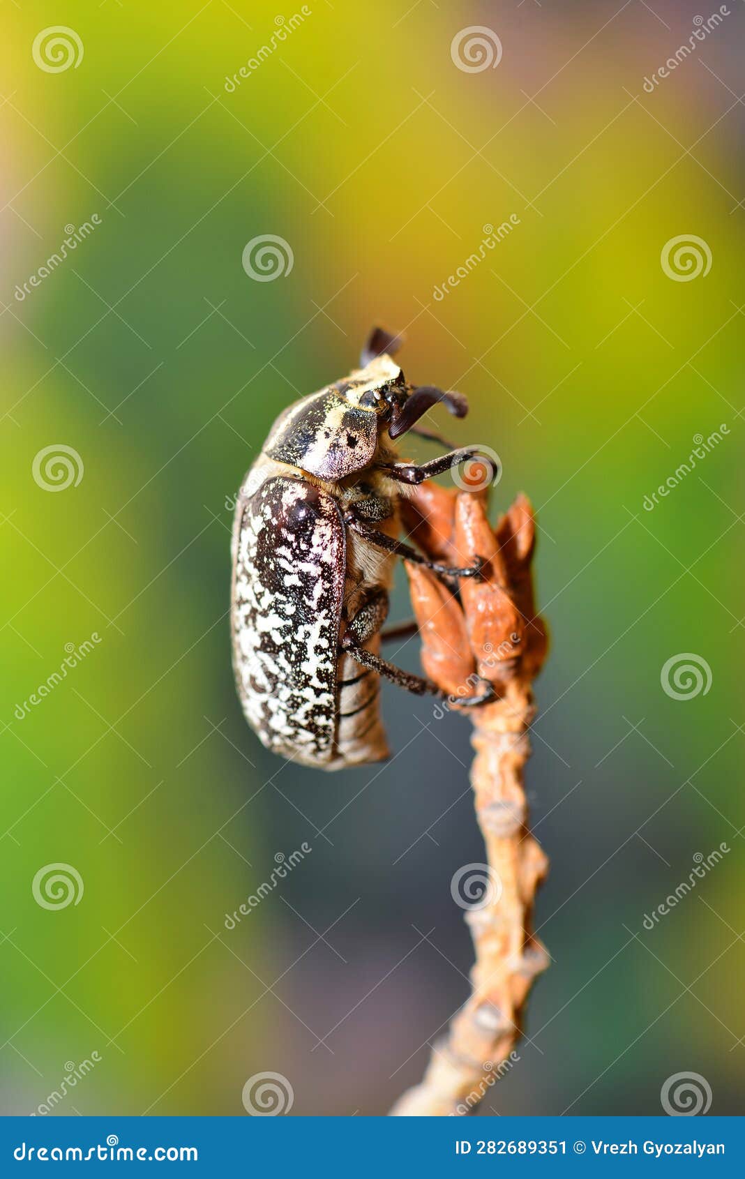 Polyphylla Fullo, Beetle on the Straw Stock Image - Image of amazing ...