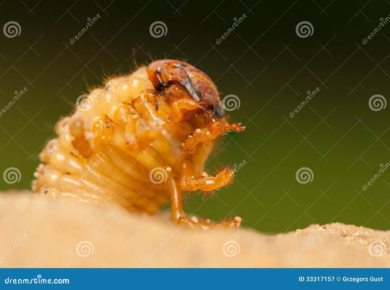 Polyphylla fullo stock image. Image of macro, micro, polyphylla - 33317157