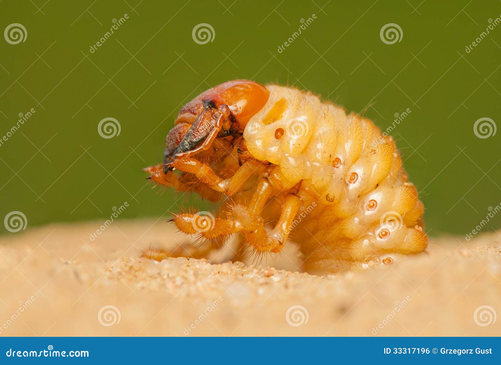 Polyphylla fullo stock photo. Image of grub, entomology - 33317196