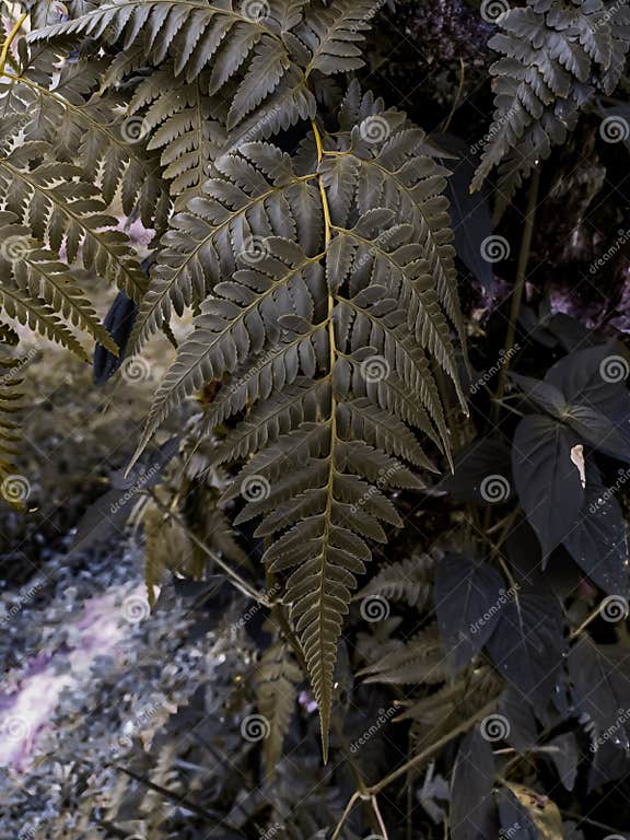 Polypodiophyta Natural Flora in the Wild Stock Photo - Image of snow ...