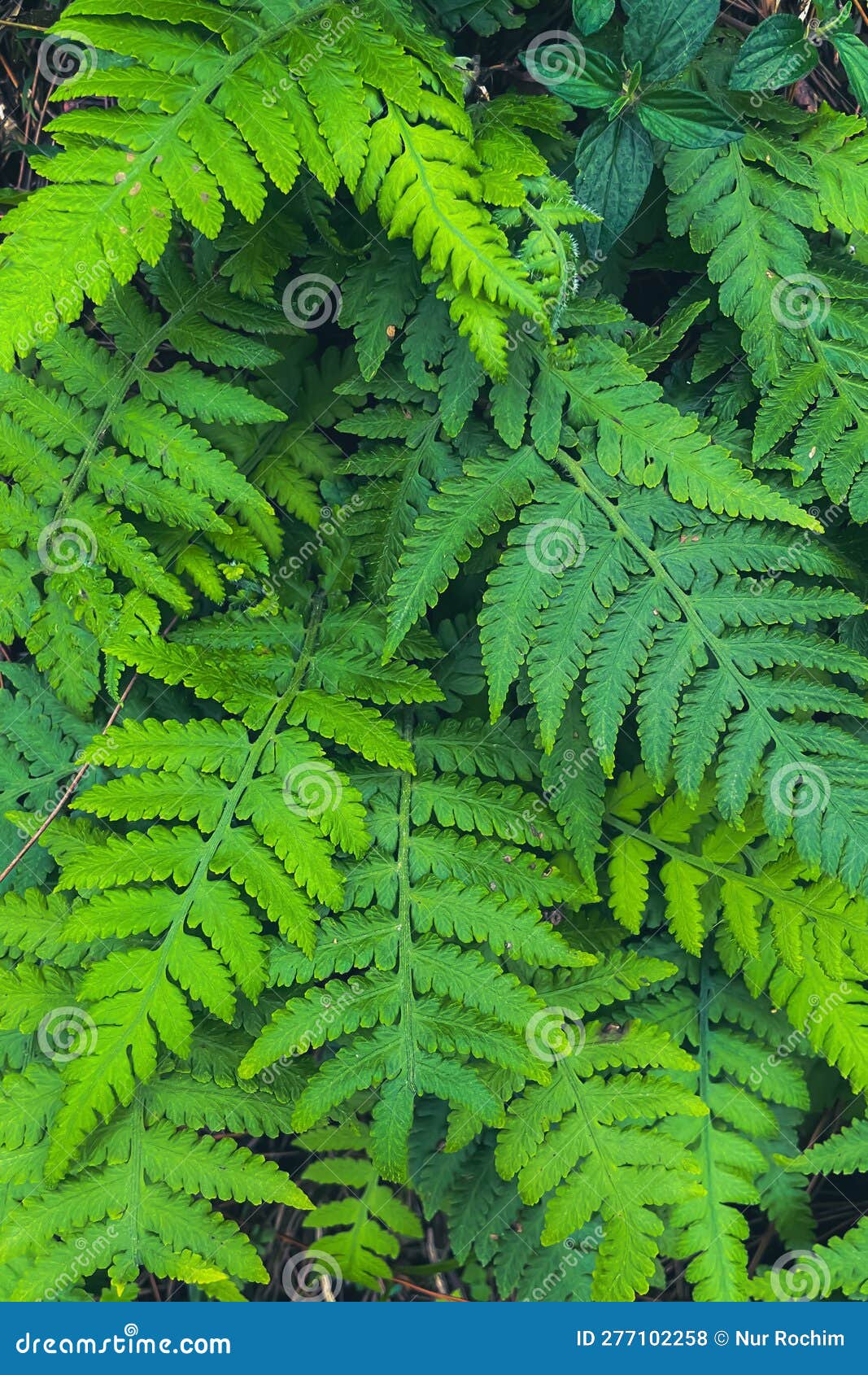 Polypodiophyta. Wild Plants in Nature. Grass that Grows a Lot in the ...