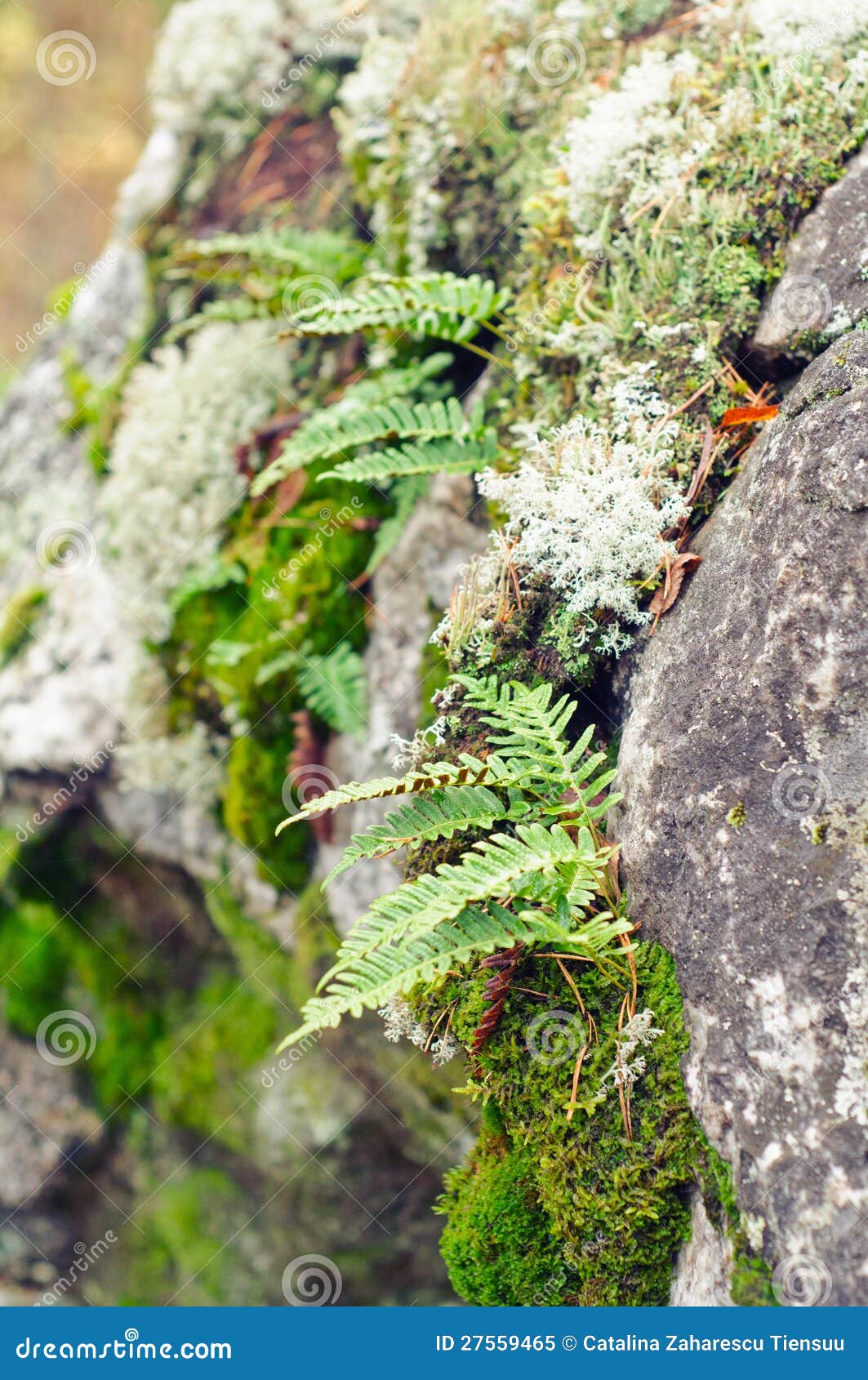Polypodium vulgare stock image. Image of plant, detail - 27559465
