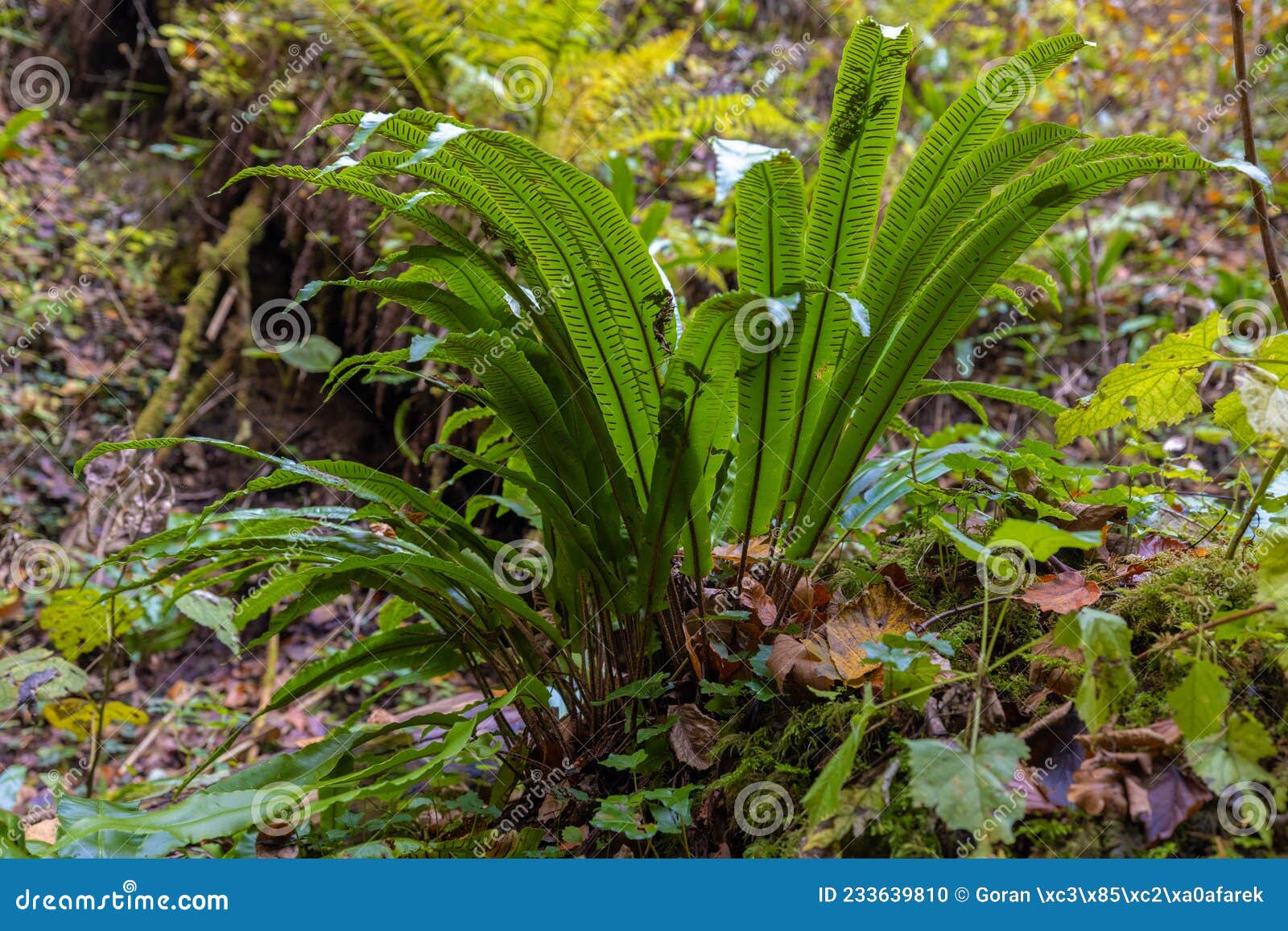 Common Polypody Fern Polypodium Vulgare Grows Among Stones And Moss ...