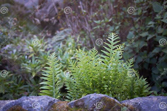 Polypodium Vulgare El Podrido Común Es Un Helecho Evergreen Imagen de ... Polypodium Vulgare El Podrido Común Es Un Helecho Evergreen Imagen de ...
