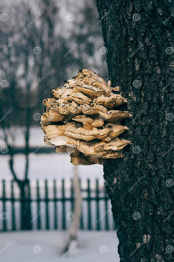 Polypore stock photo. Image of green, bark, wood, wild - 55073108