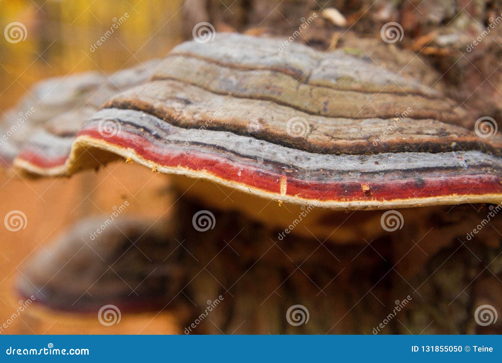 Polypore coloré photo stock. Image du automne, raies - 131855050