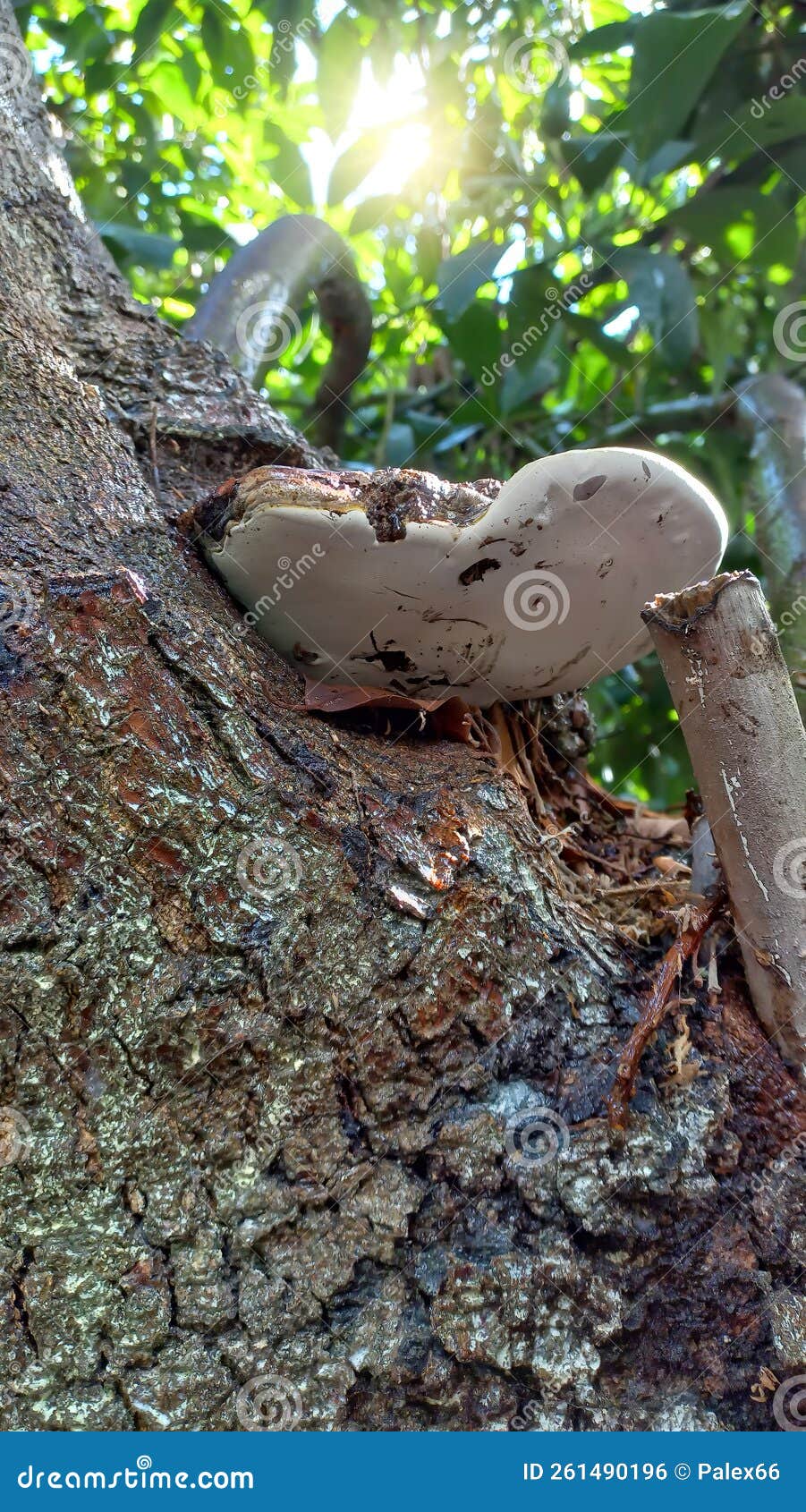 Polypore on Avocado Tree Trunk Stock Photo - Image of plantation, trunk ...
