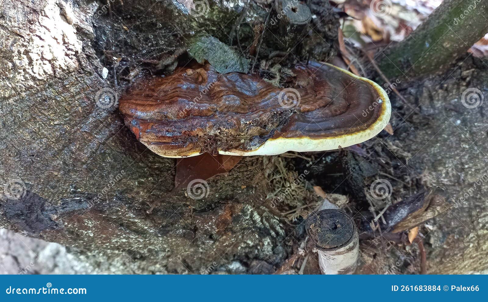 Parasitic Mushroom on Avocado Tree Trunk Stock Photo - Image of wooden ...