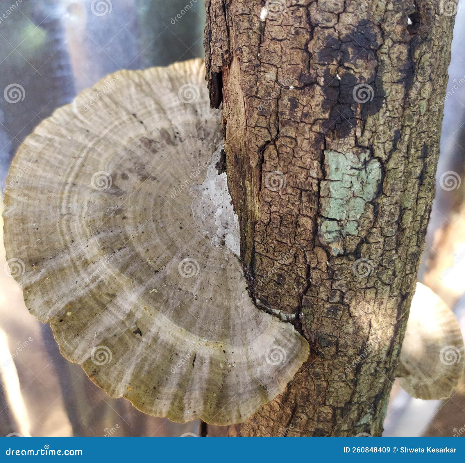 Polypore Fungi on a Tree Bark Stock Image - Image of forest, leaf ...