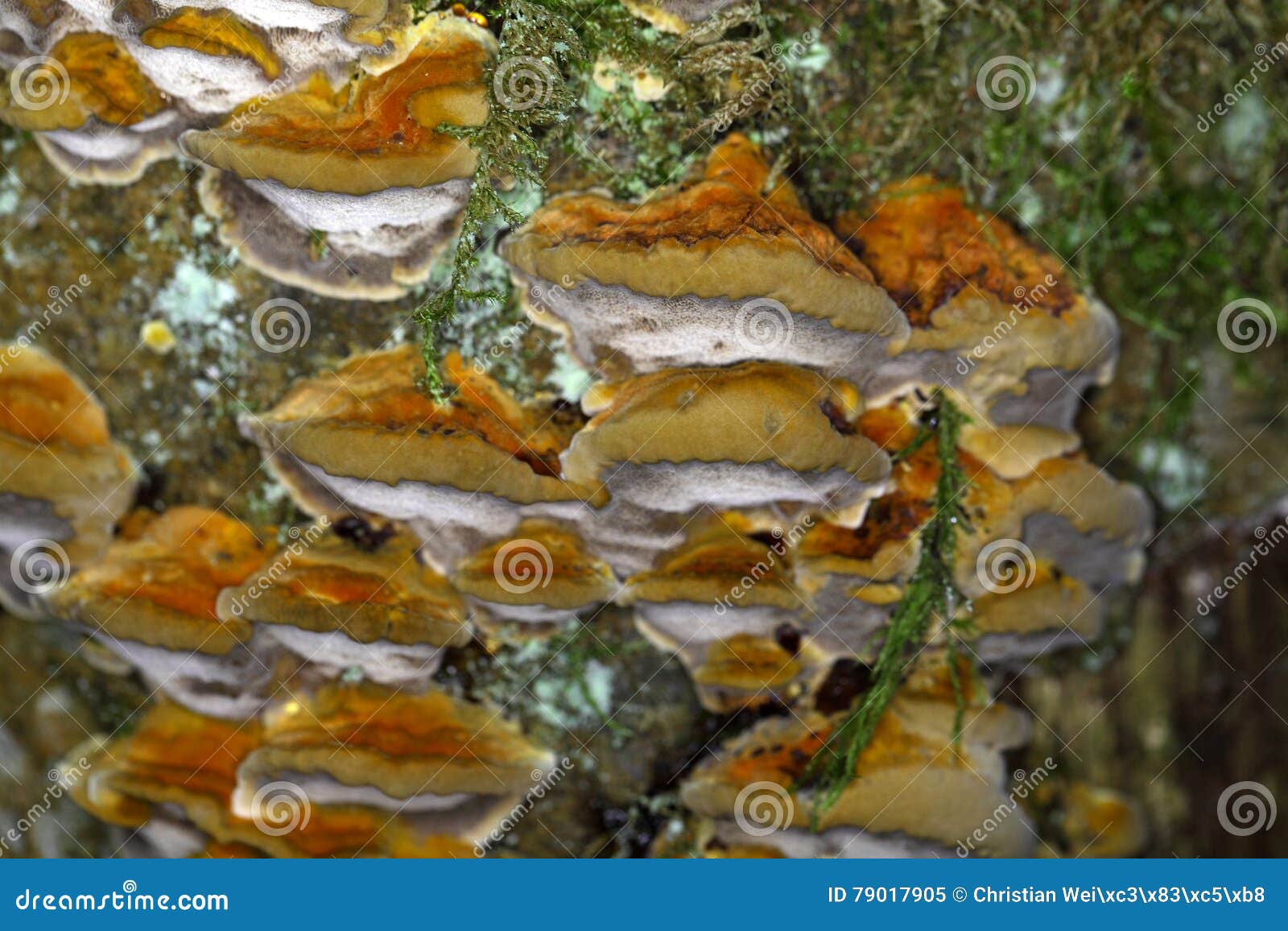 The Polypore Fungus Antrodia Serialis Stock Image - Image of danger ...