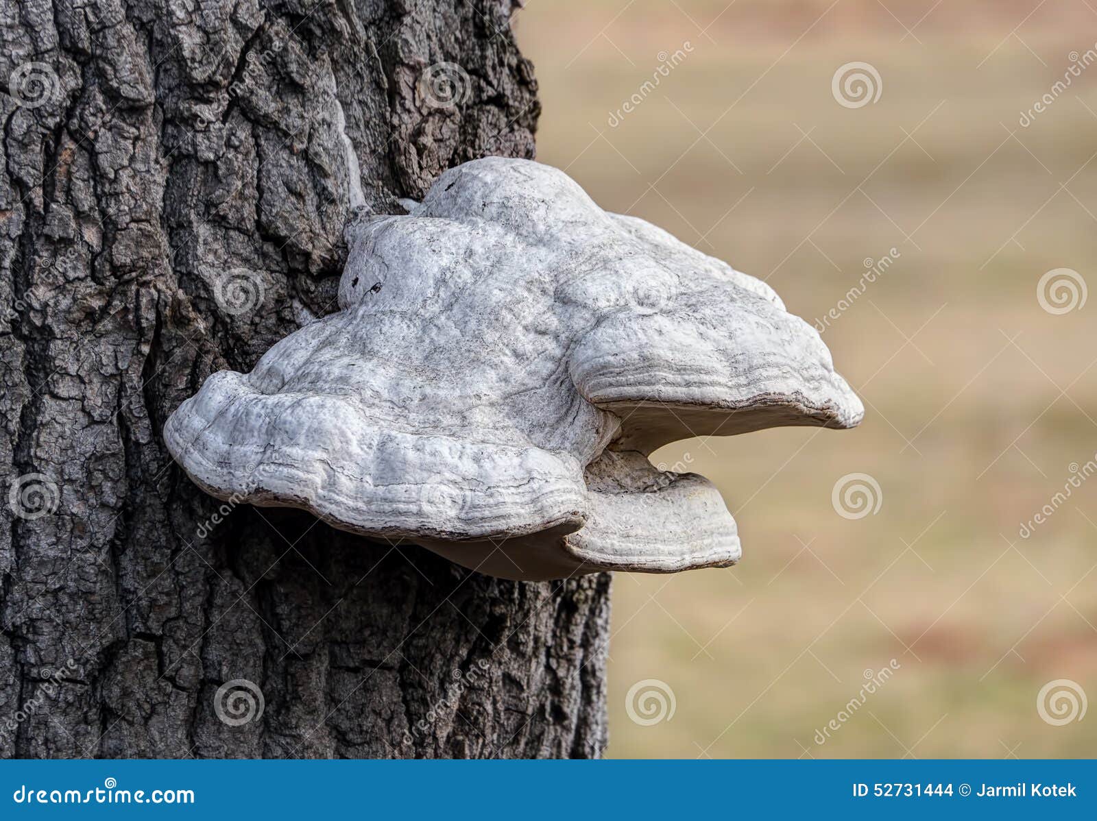 Polypore fungus stock photo. Image of fungus, mushroom - 52731444