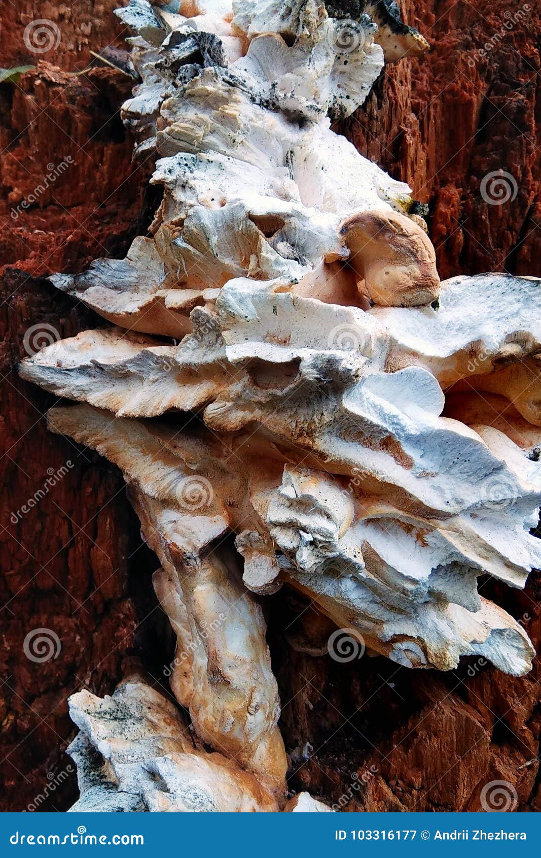 Polypore Fungus on Rotten Tree Trunk Stock Image - Image of mushroom ...