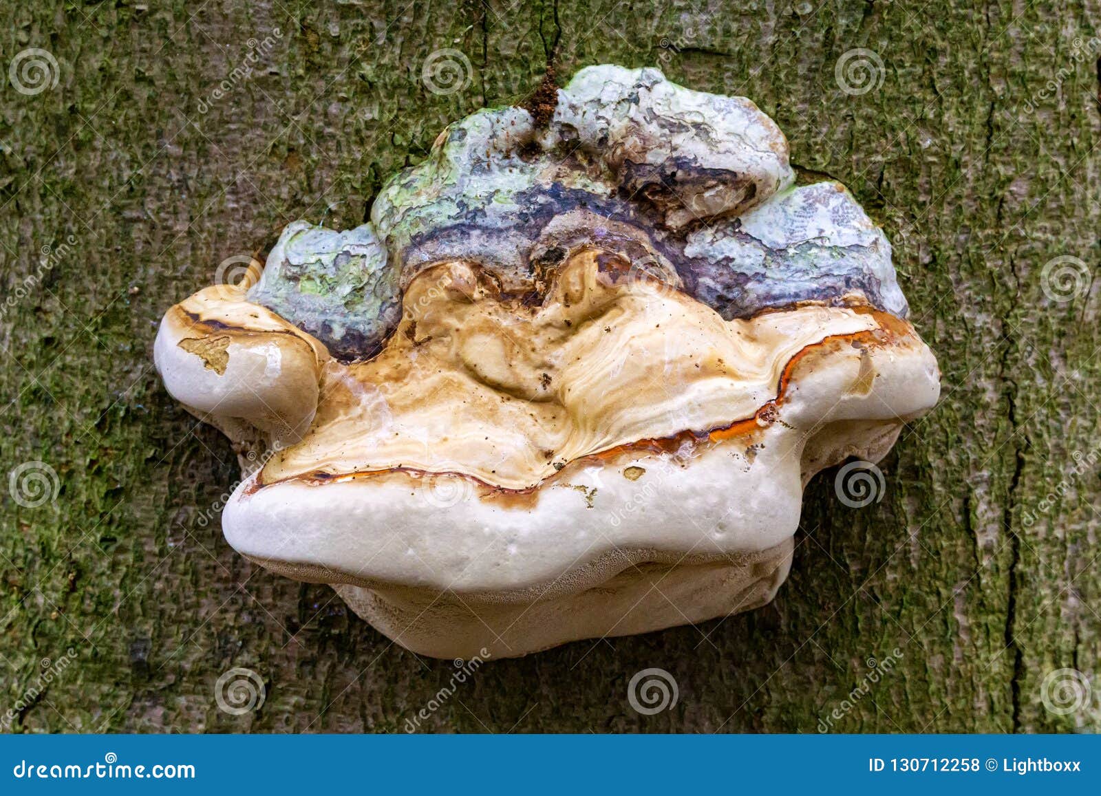 Polypore fungus on a tree stock photo. Image of rimbach - 130712258
