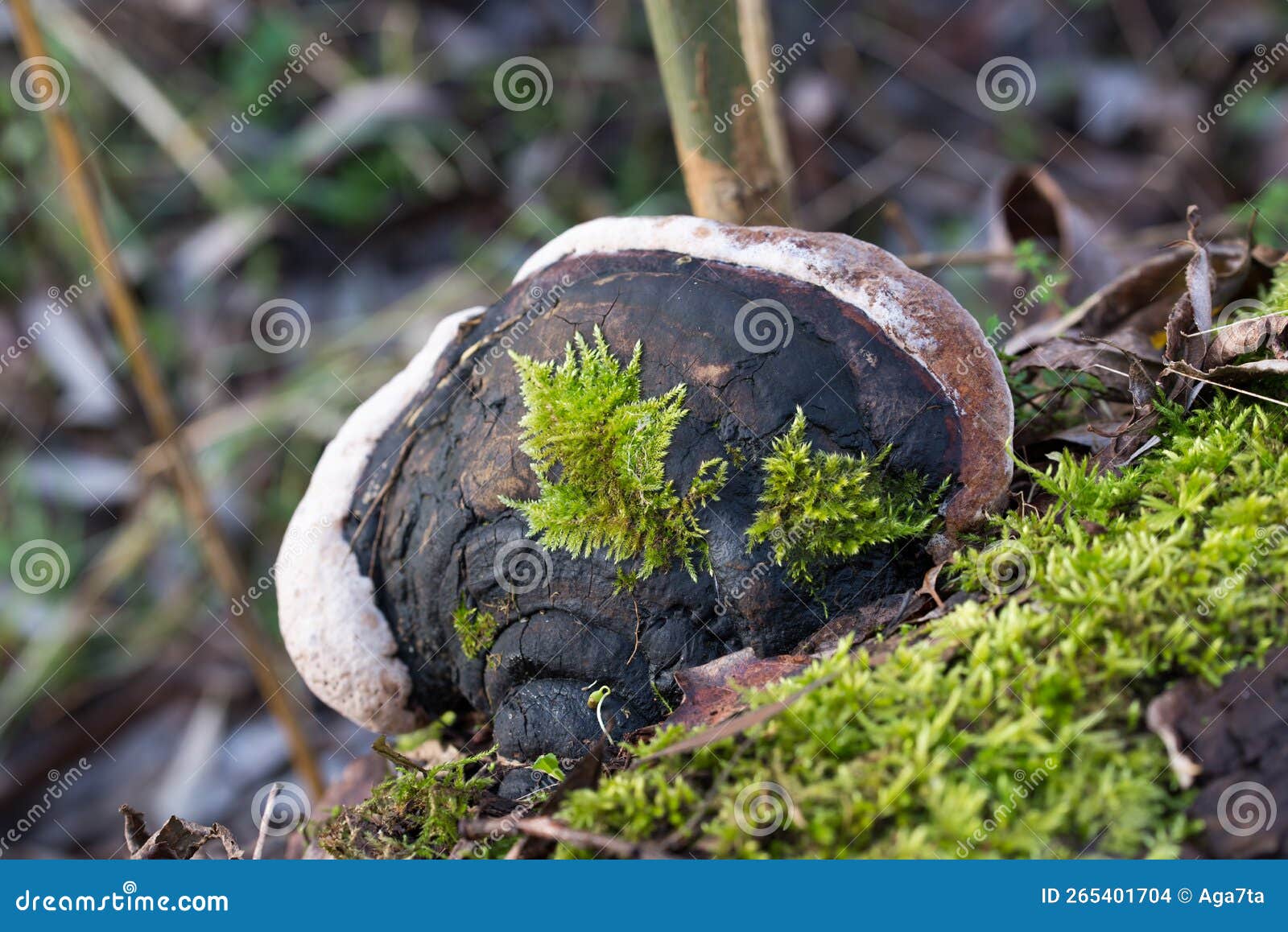 Polypore Fungus on Tree Trunk Closeup Stock Photo - Image of ...