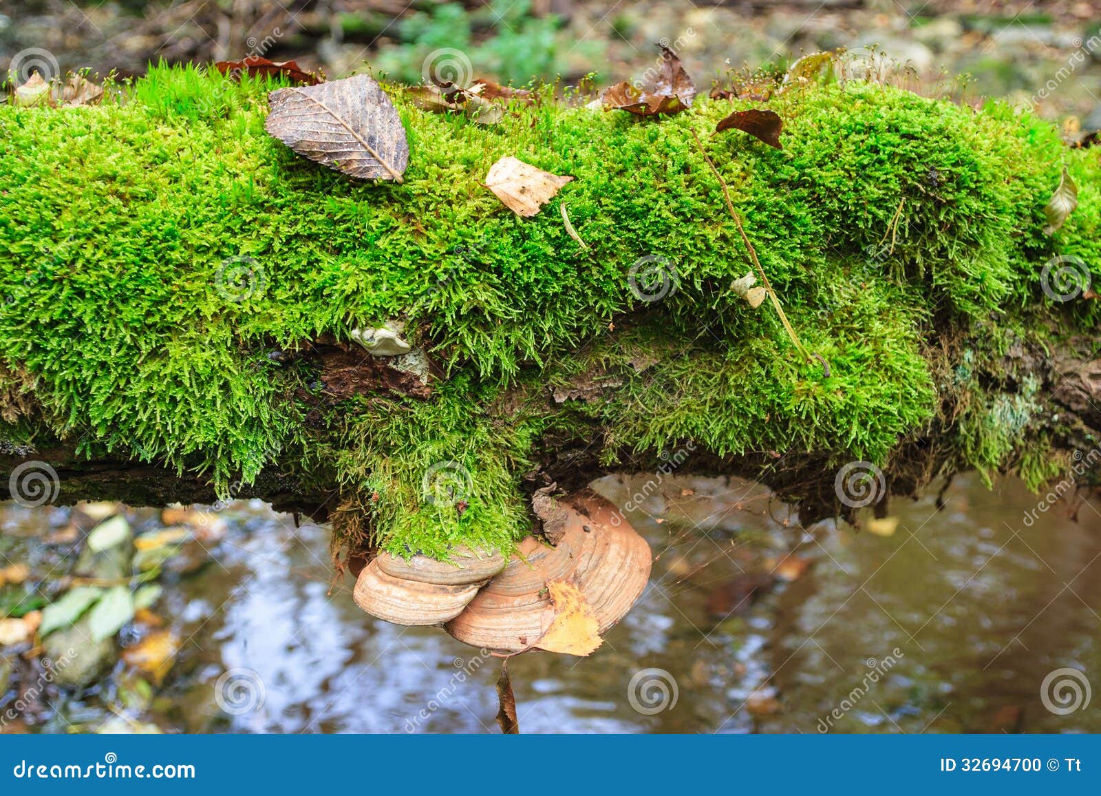 Polypore growing on a log stock photo. Image of detail - 32694700