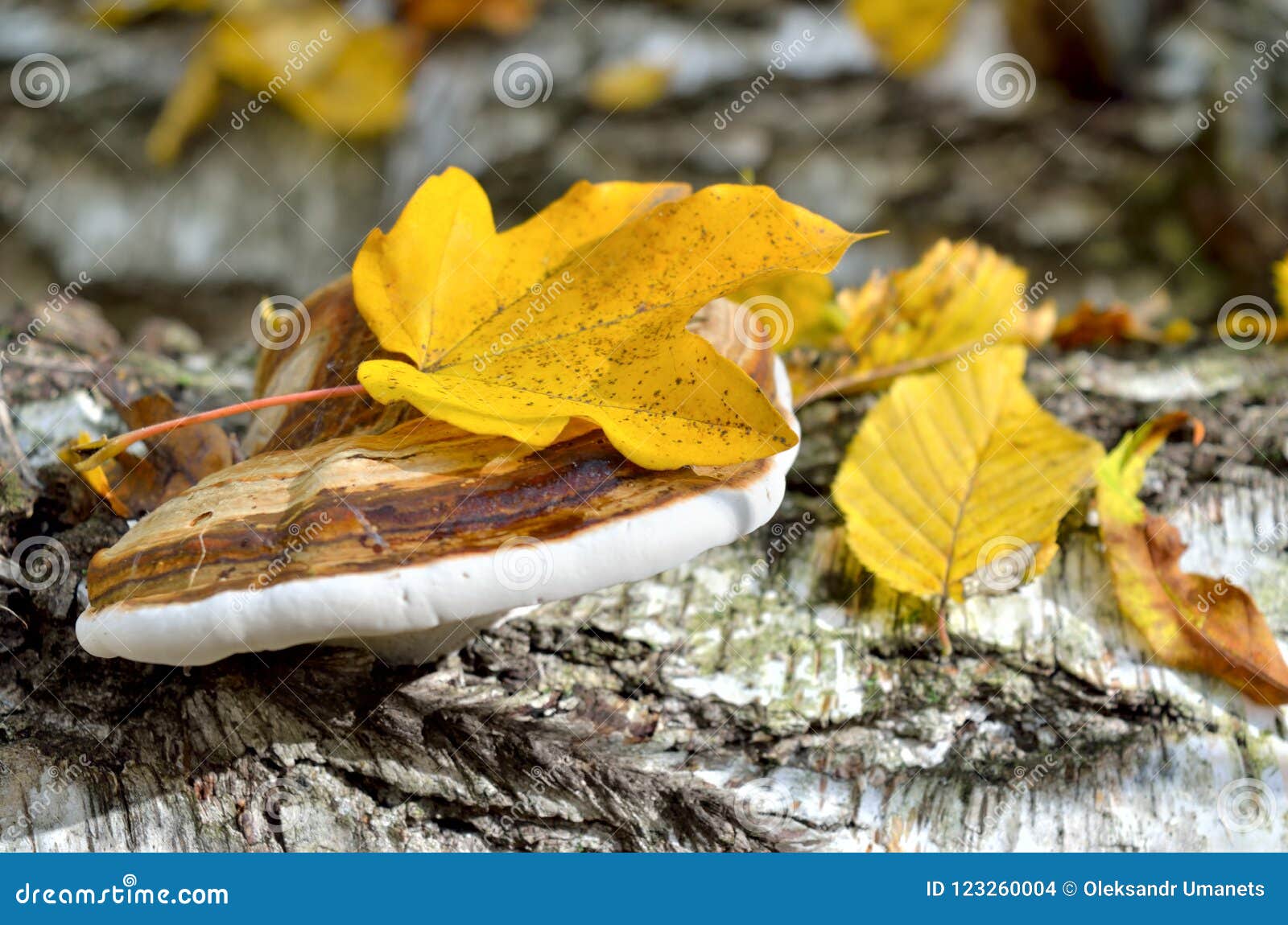 Polypore Grows on the Trunk of Tree in Autumn Forest Stock Photo ...