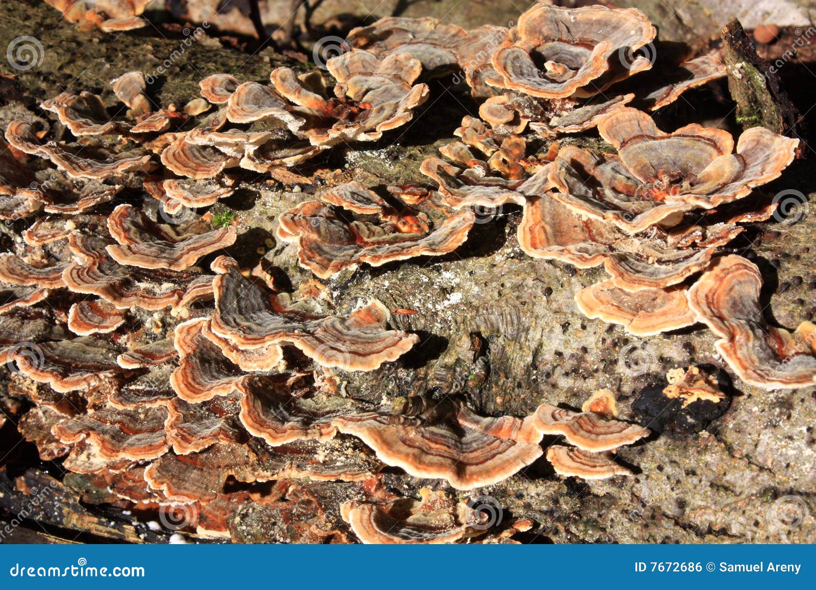 Polypore mushroom stock photo. Image of basidiomycetes - 7672686
