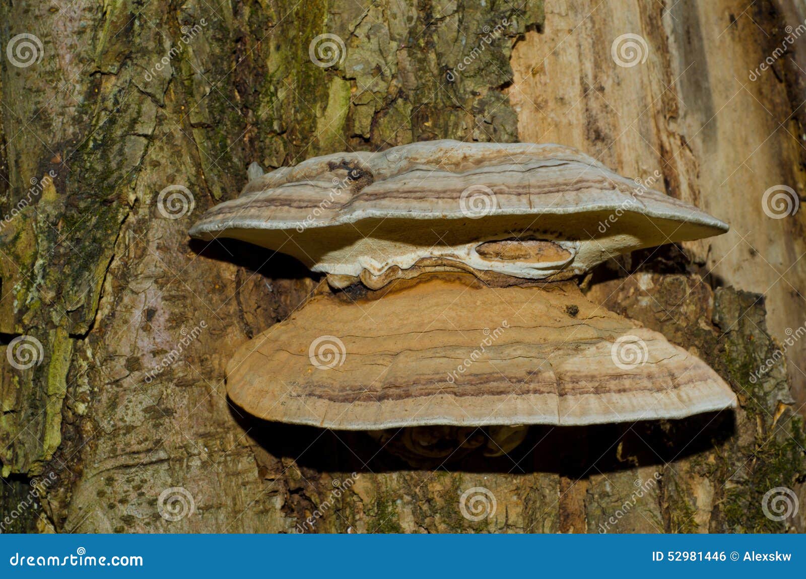 Polypore Mushroom stock photo. Image of chirurgorum, deciduous - 52981446