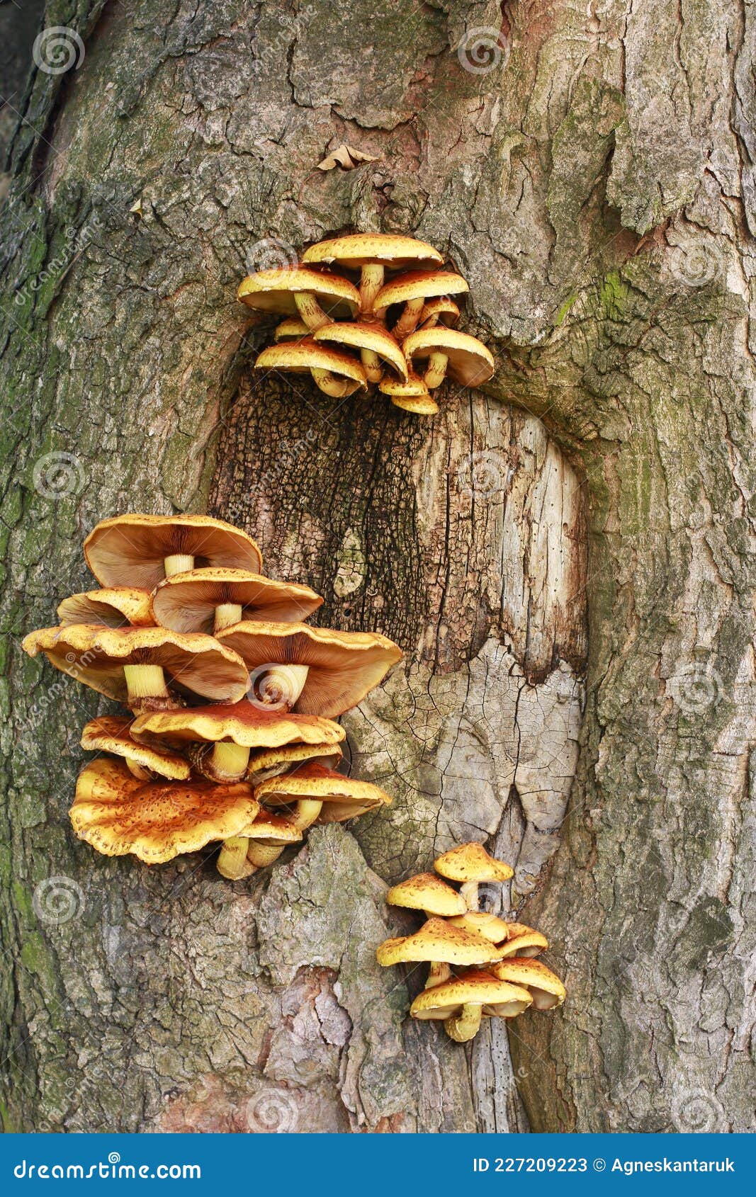 Mushroom On The Tree. Edible Mushroom Oyster Mushroom. Mushroom Growing ...