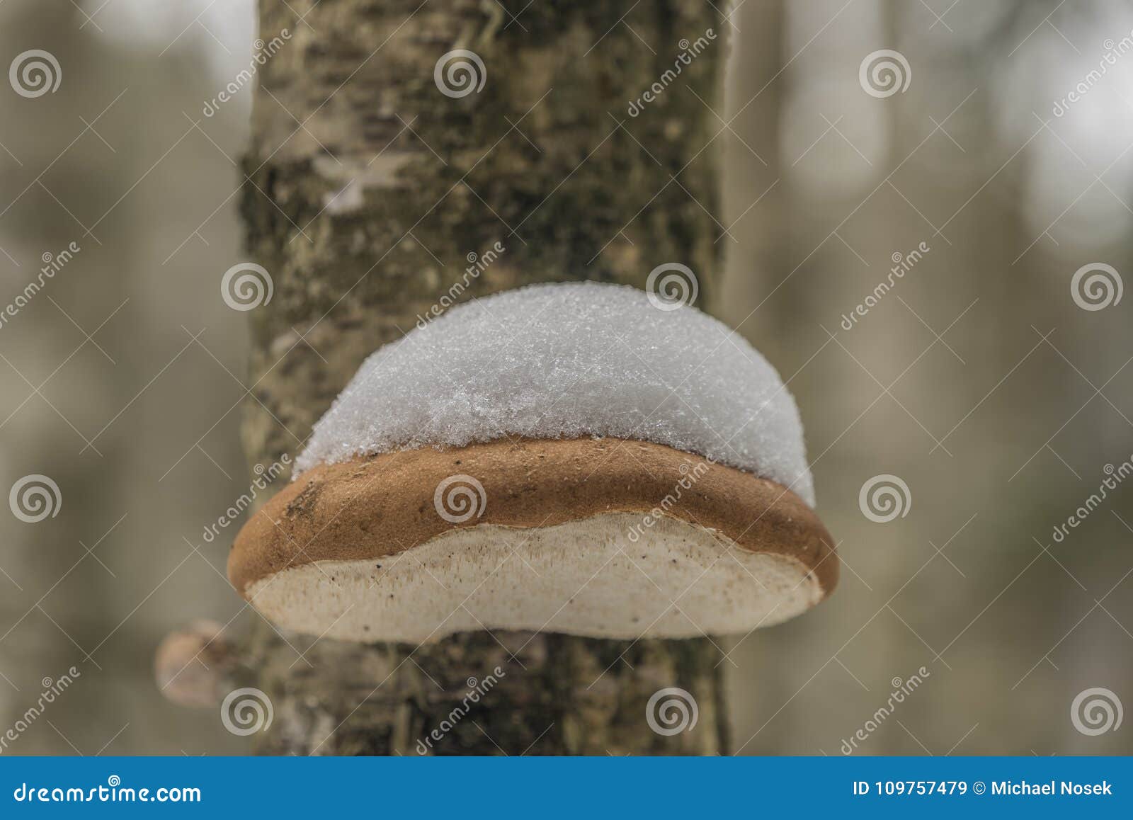 Polypore Mushroom in Winter Cold Dark Day Stock Image - Image of lichen ...