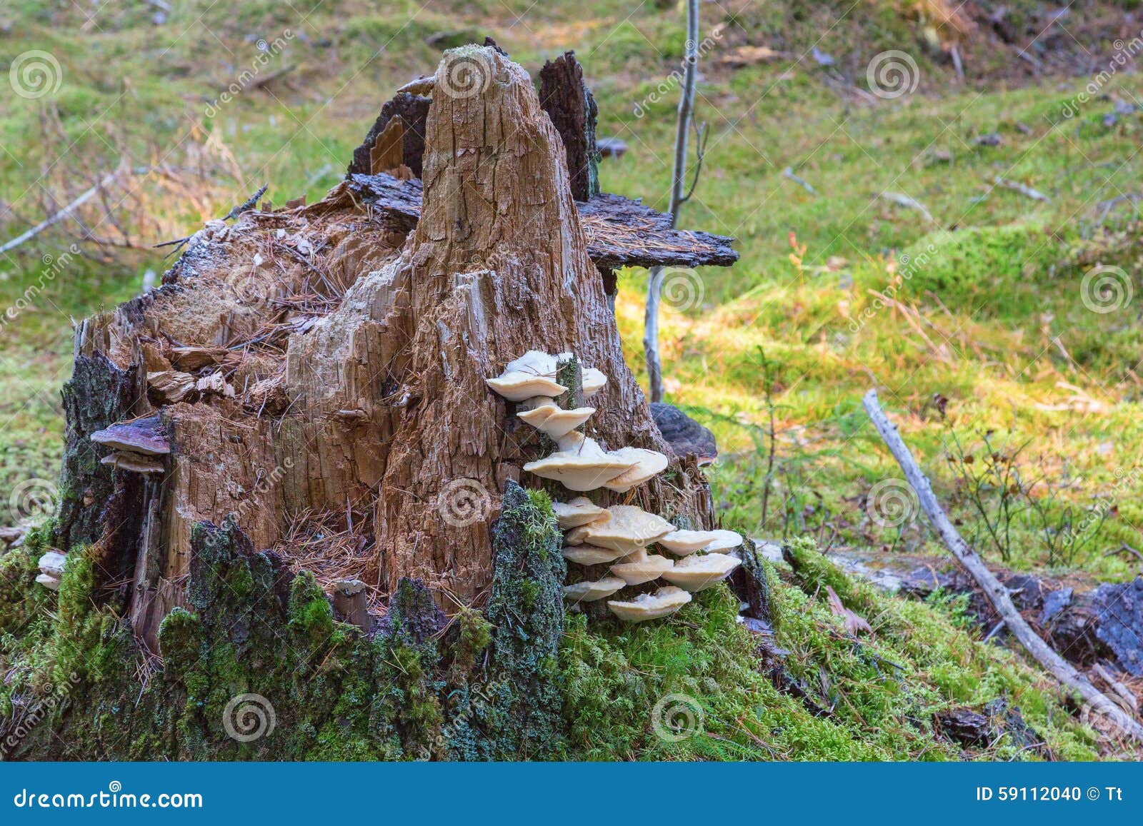 Big White Polypore Mushroom Is Growing On A Chestnut Tree Stump ...