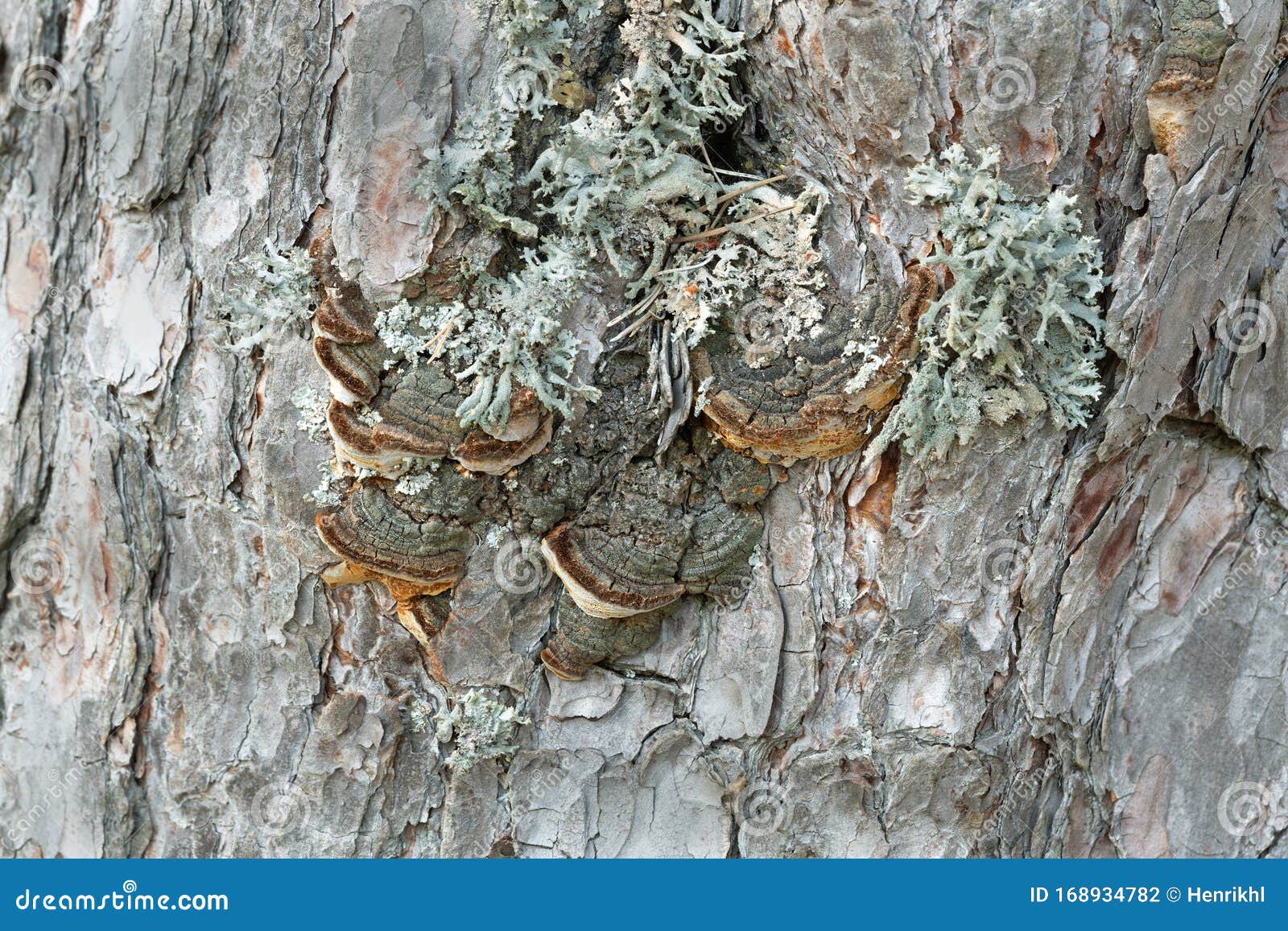Polypore, Phellinus Pini on Pine Wood Stock Photo - Image of fungus ...