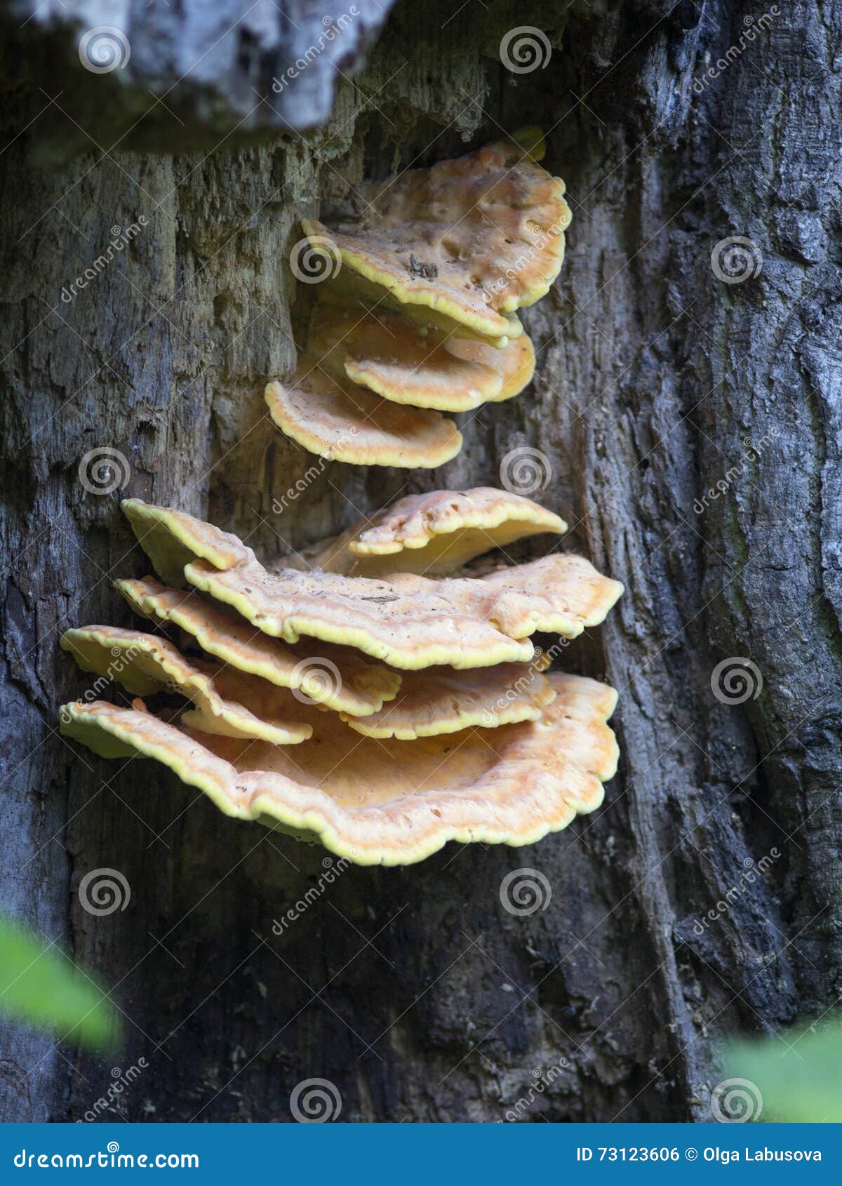 Yellow Polypore Fungus On A Tree Stock Image | CartoonDealer.com #84909487