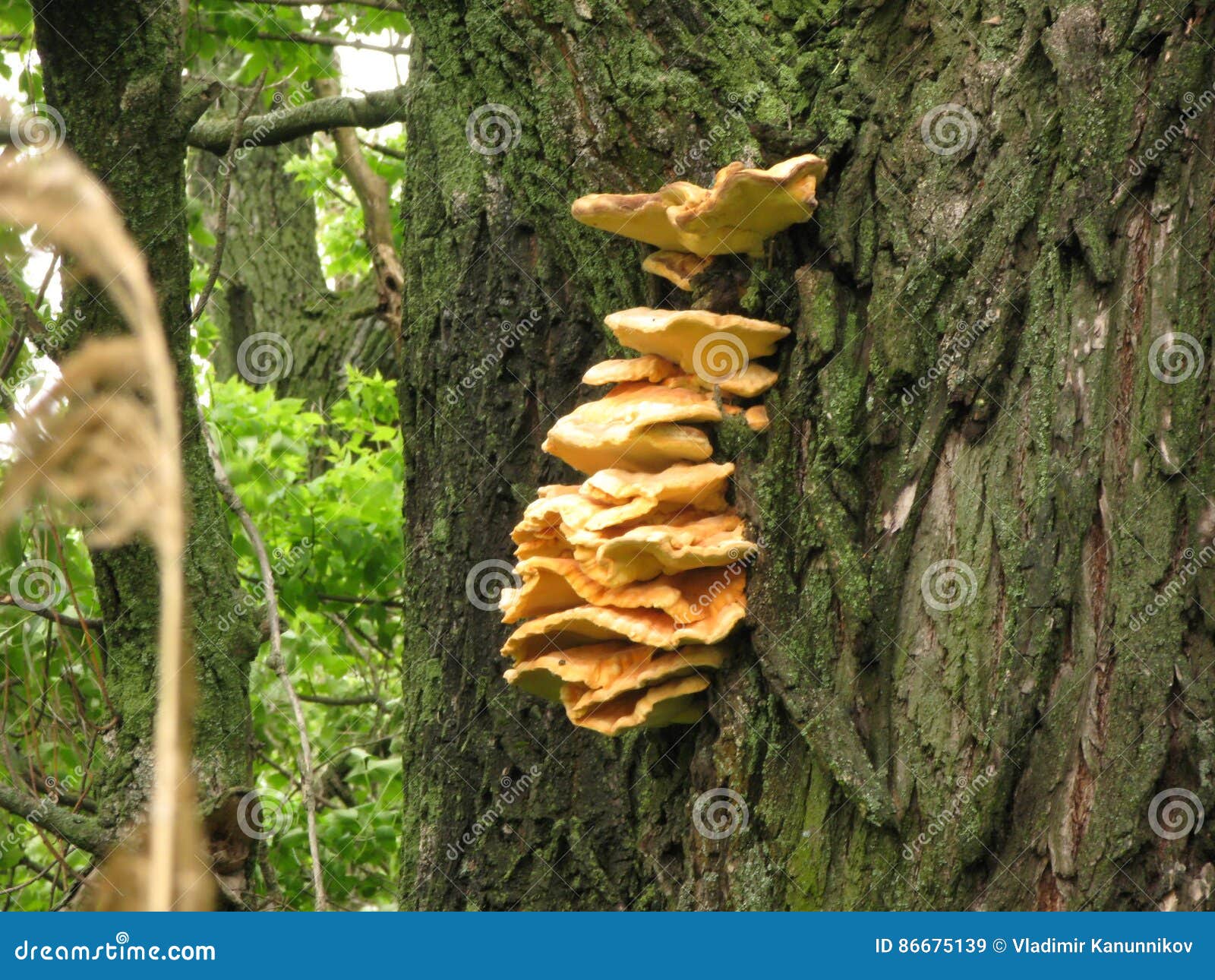 Yellow Polypore Fungus On A Tree Stock Image 84909487