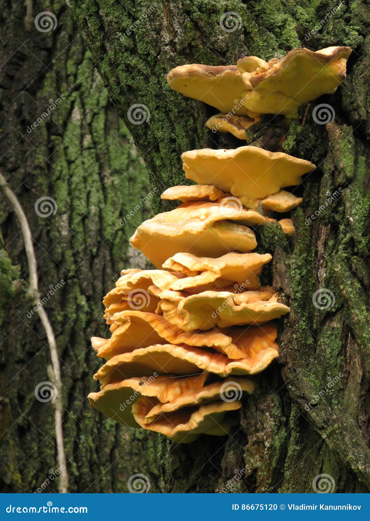 Yellow Polypore Fungus On A Tree Stock Image | CartoonDealer.com #84909487