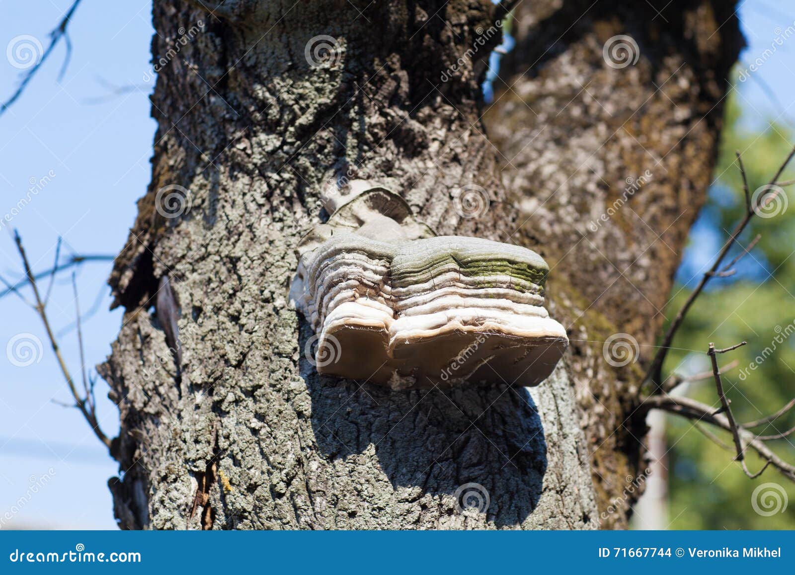 Polypore on the tree stock photo. Image of green, macro - 71667744
