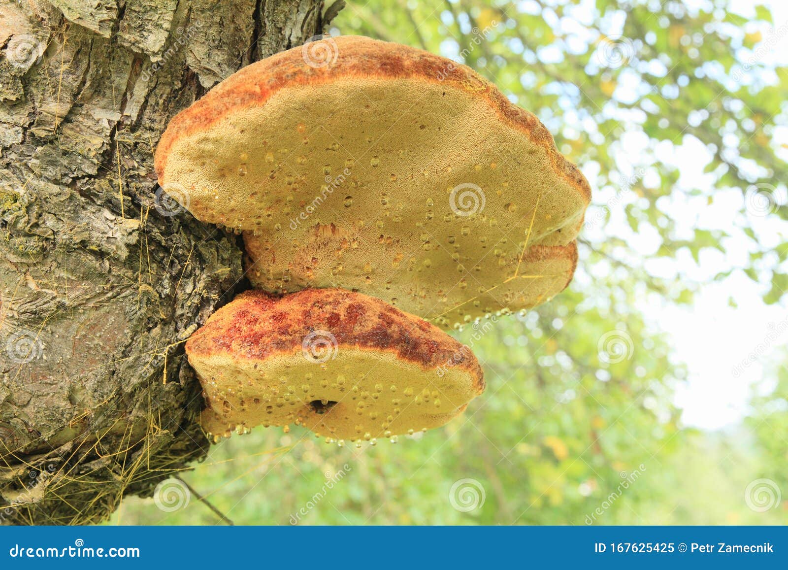 Polypores Growing on Trunk of Tree Stock Image - Image of yellow, brown ...