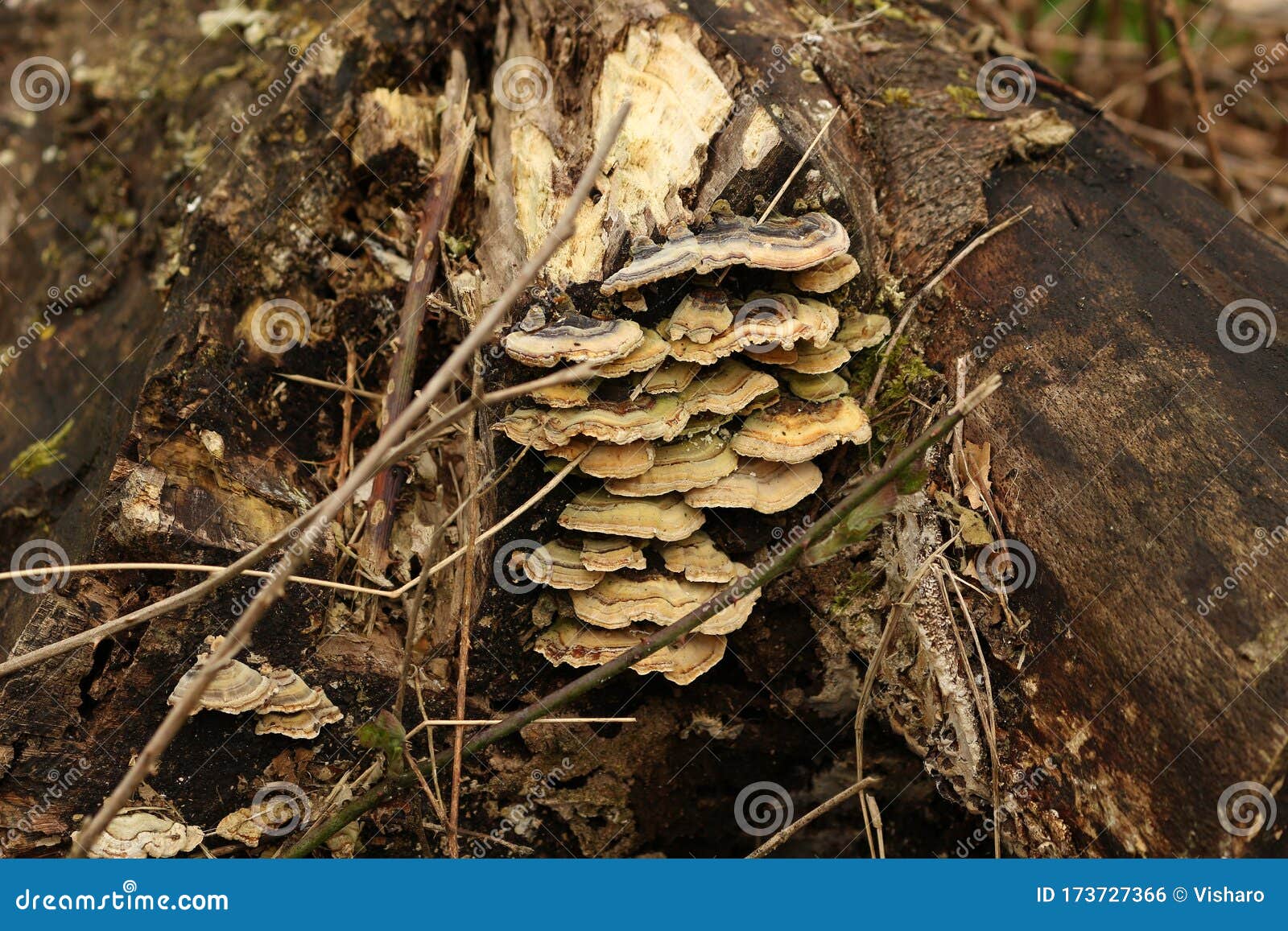 Polypores stock photo. Image of textured, rough, outdoor - 173727366