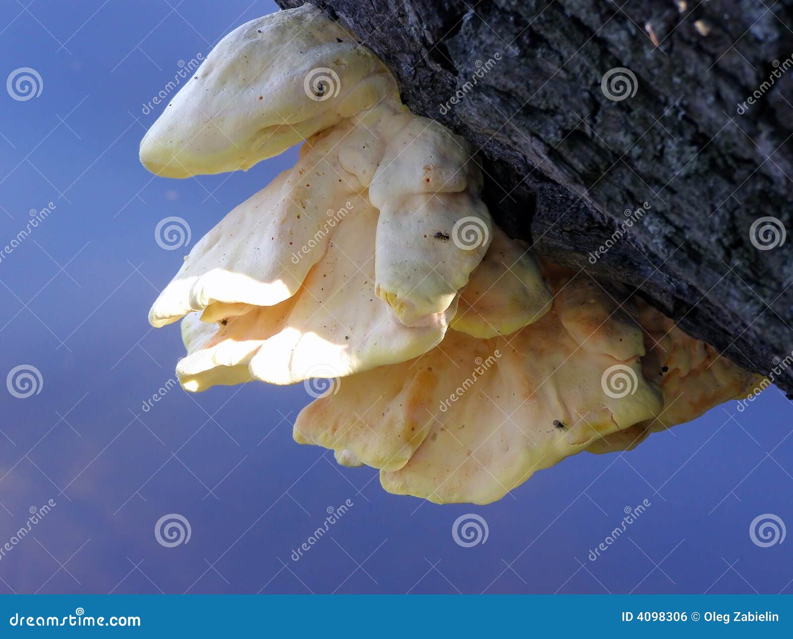 Polyporus stock photo. Image of yellow, polyporaceae, sulphureu - 4098306