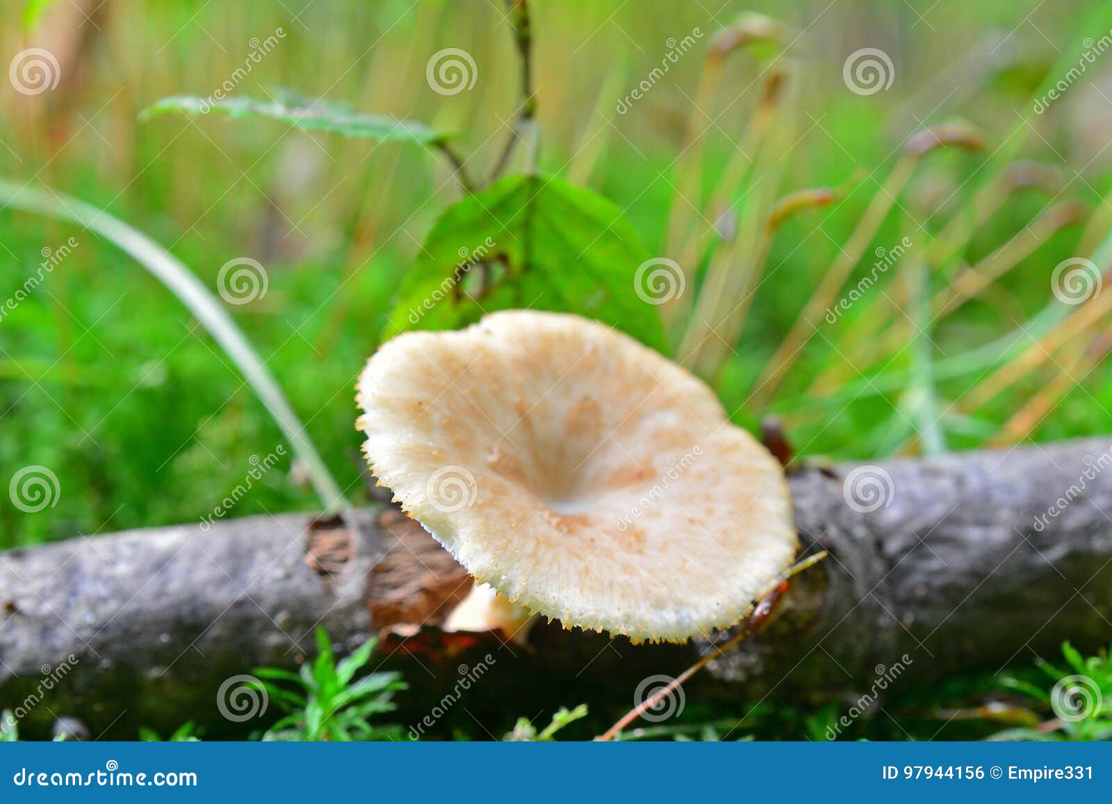 Polyporus Alveolaris Mushroom Stock Photo - Image of white, branch ...