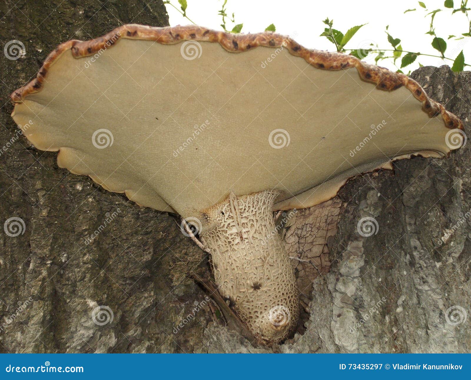 Polyporus squamosus stock image. Image of thick, trunk - 73435297