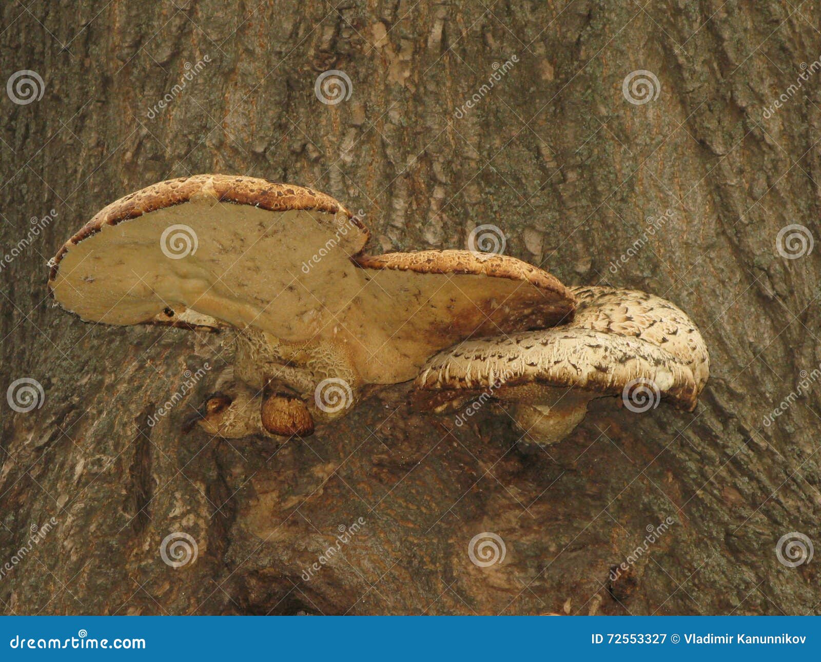 Polyporus squamosus stock image. Image of polyporus, uneatable - 72553327