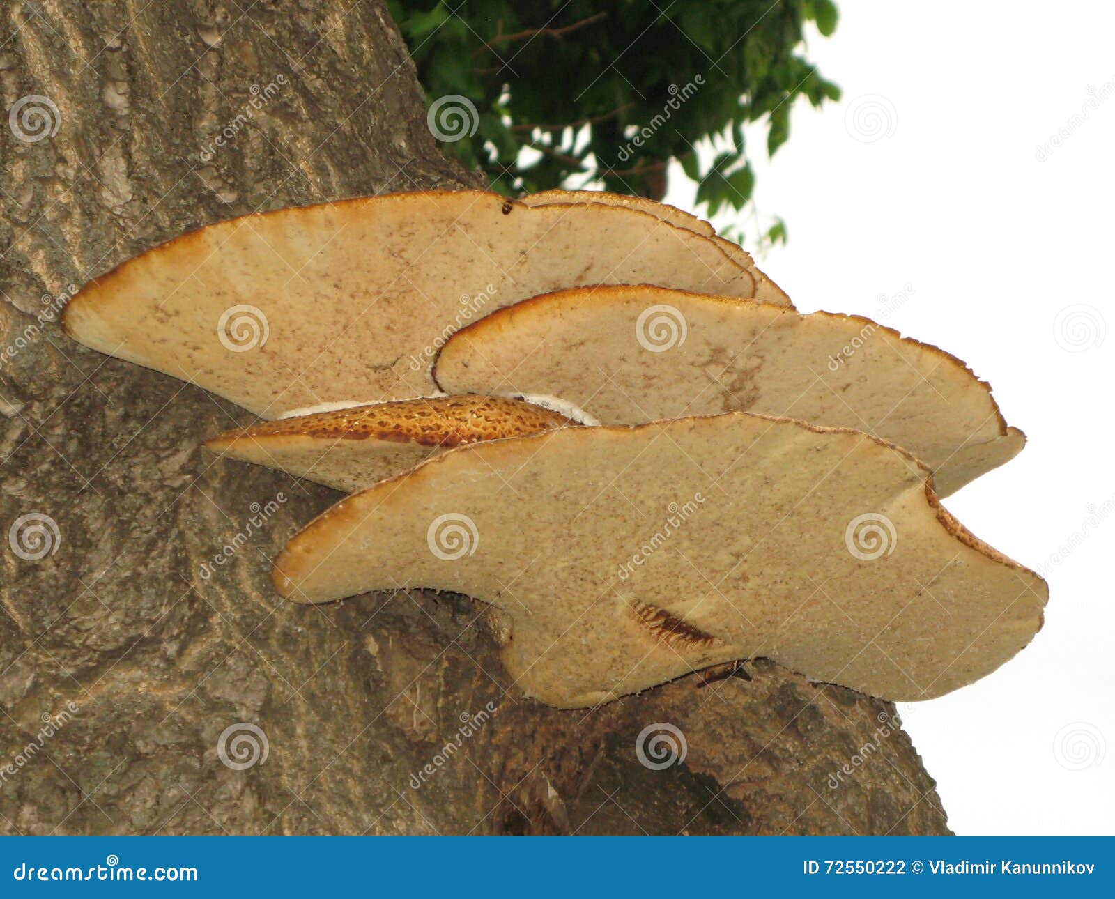 Polyporus squamosus stock photo. Image of view, giant - 72550222