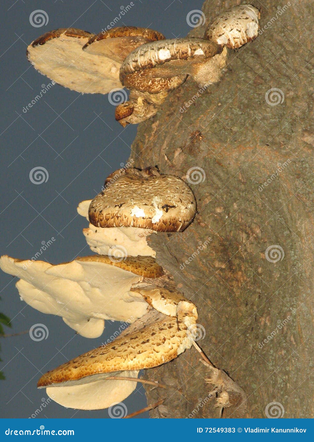 Polyporus squamosus stock image. Image of tree, shot - 72549383