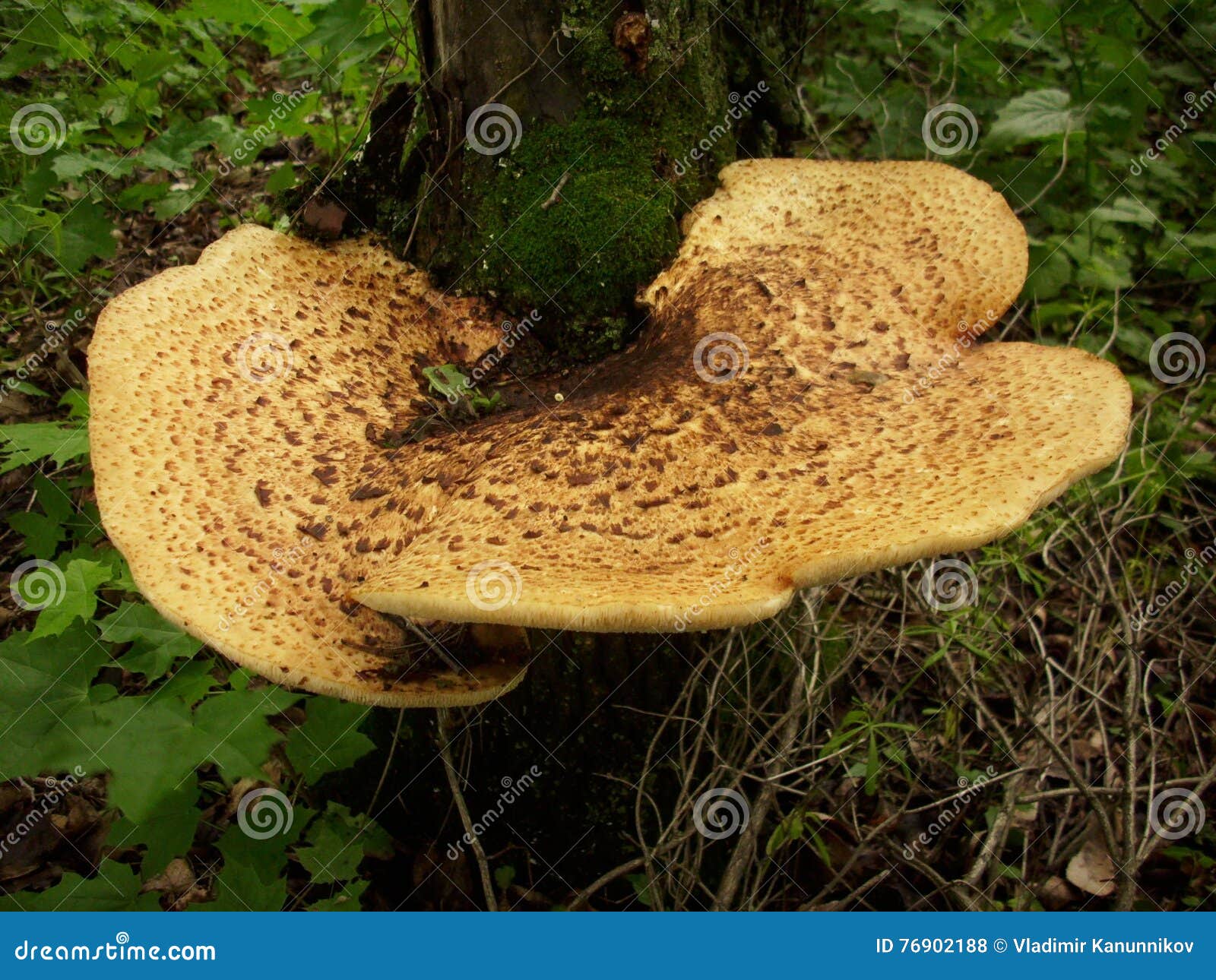 Polyporus squamosus stock photo. Image of large, shot - 76902188