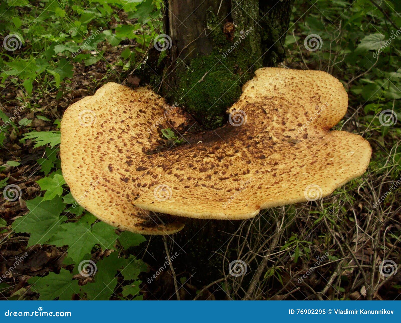 Polyporus squamosus stock image. Image of polypore, mushrooms - 76902295