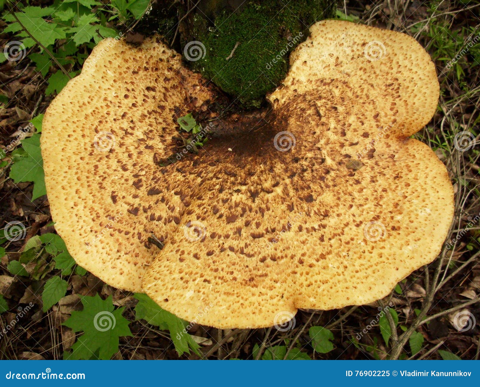 Polyporus squamosus stock image. Image of tree, trees - 76902225